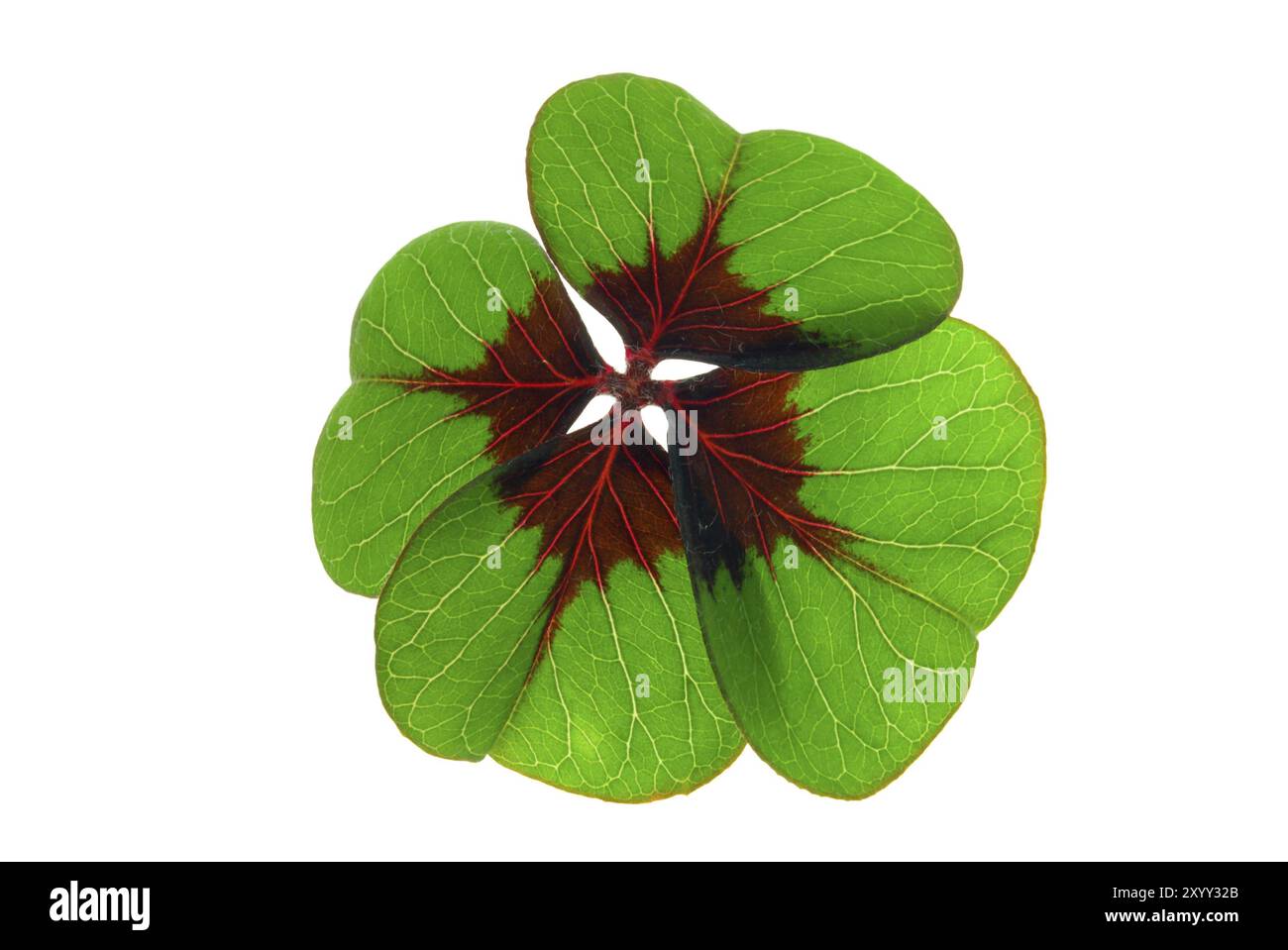 Lucky clover symbols Cut Out Stock Images & Pictures - Alamy