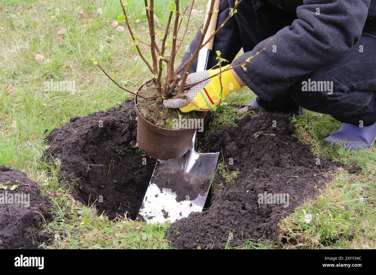 Planting a shrub, planting a shrub Stock Photo - Alamy