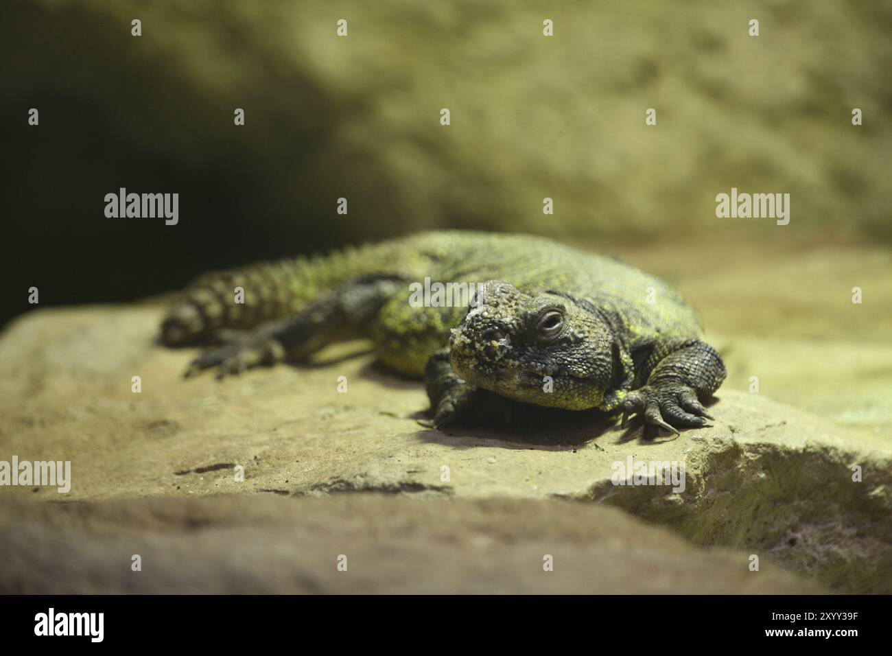 African spiny tailed lizard uromastyx hi-res stock photography and ...