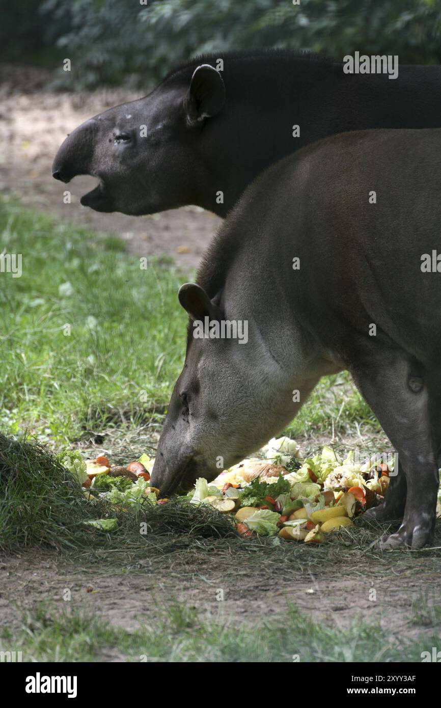 Tapirs in a zoo Stock Photo - Alamy