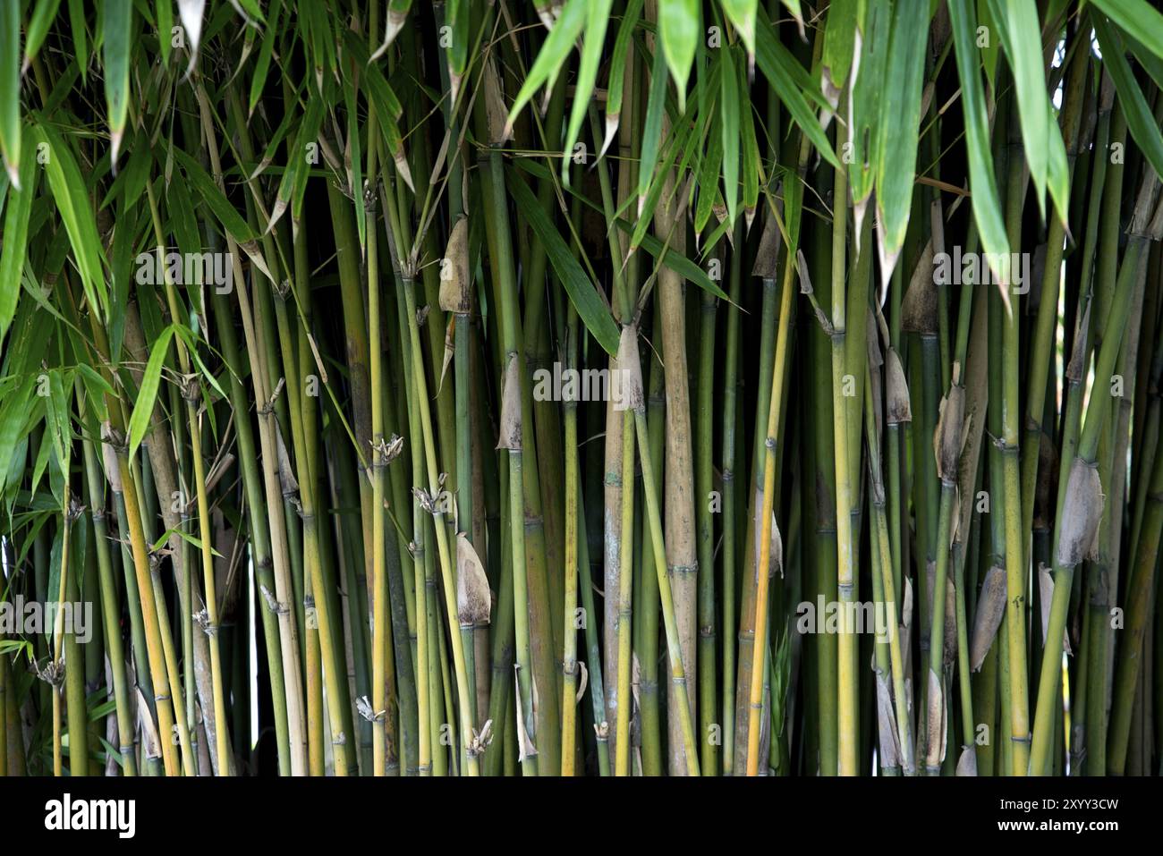 Bamboo in Asia Stock Photo - Alamy