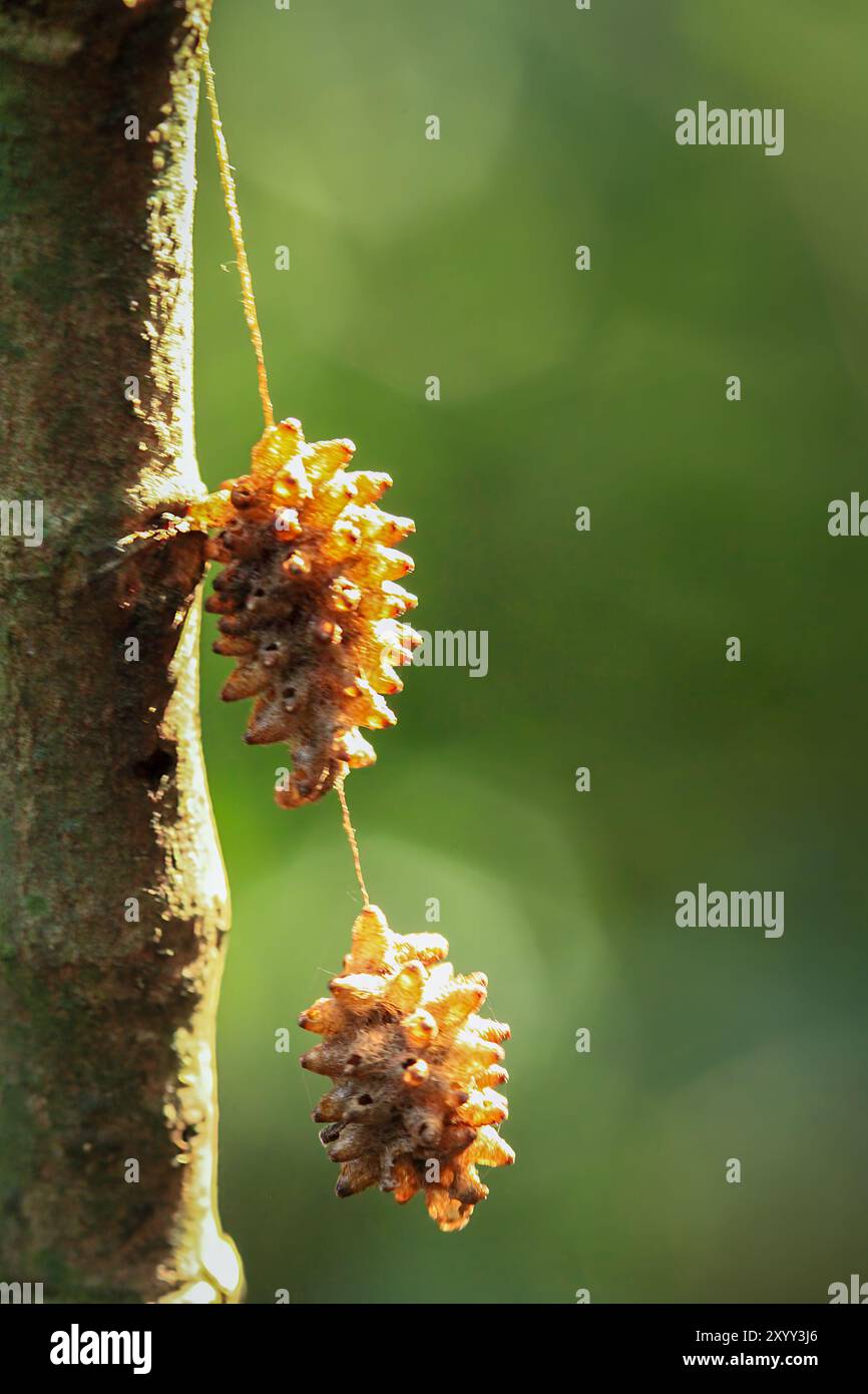 A close-up of intricately woven cocoons of an Ichneumoninae wasp ...