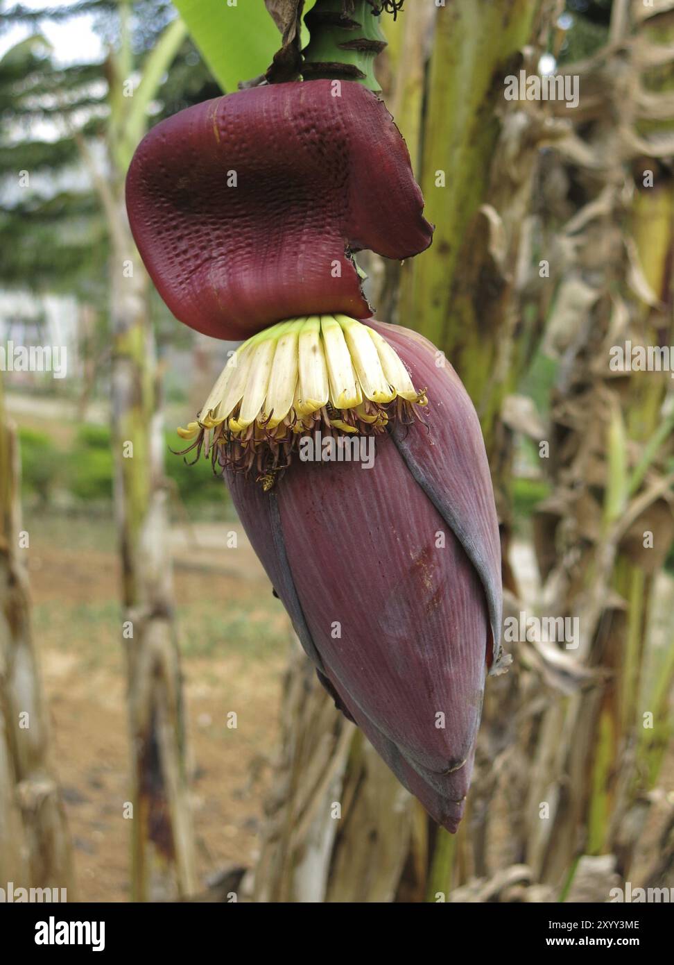 Banana flower in Nepal Stock Photo - Alamy