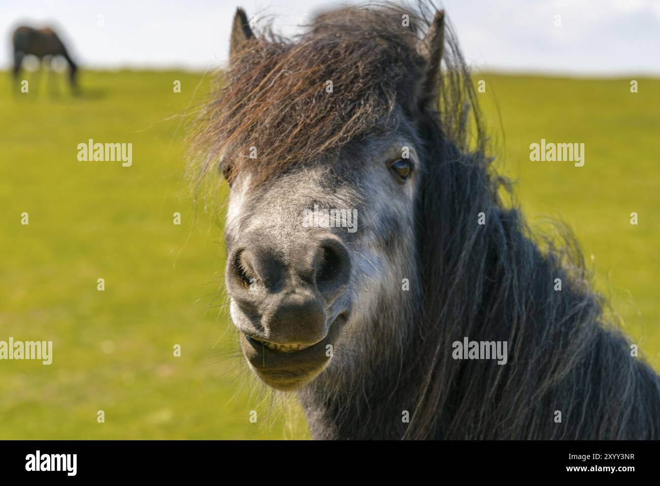 'The happy horse', a 'smiling' horse on a meadow with some other horses ...
