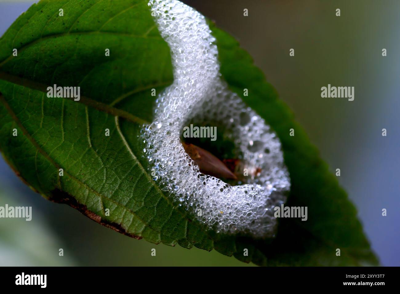 Foamy mass hi-res stock photography and images - Alamy