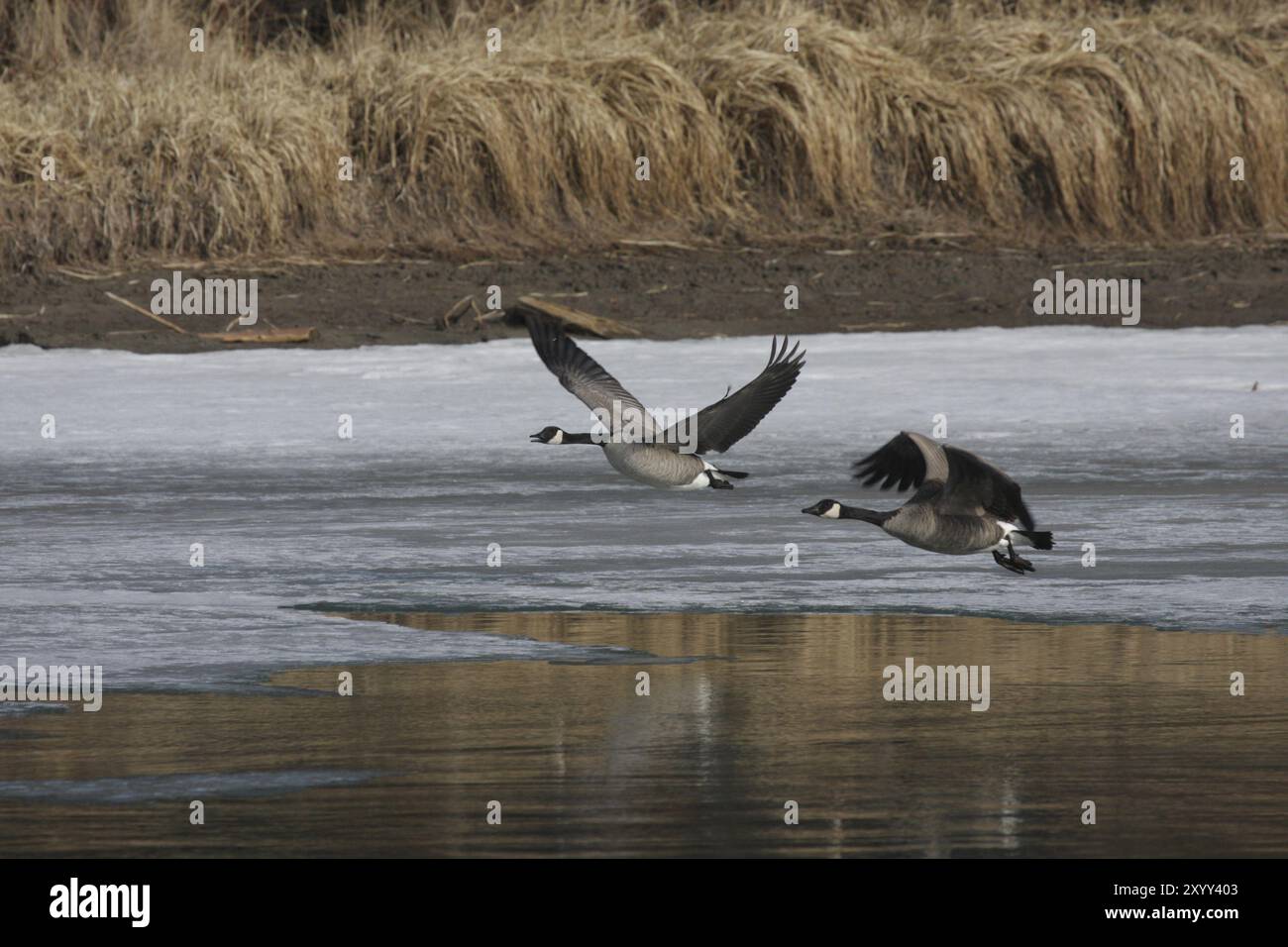 Flying over wild water stream hi-res stock photography and images - Alamy