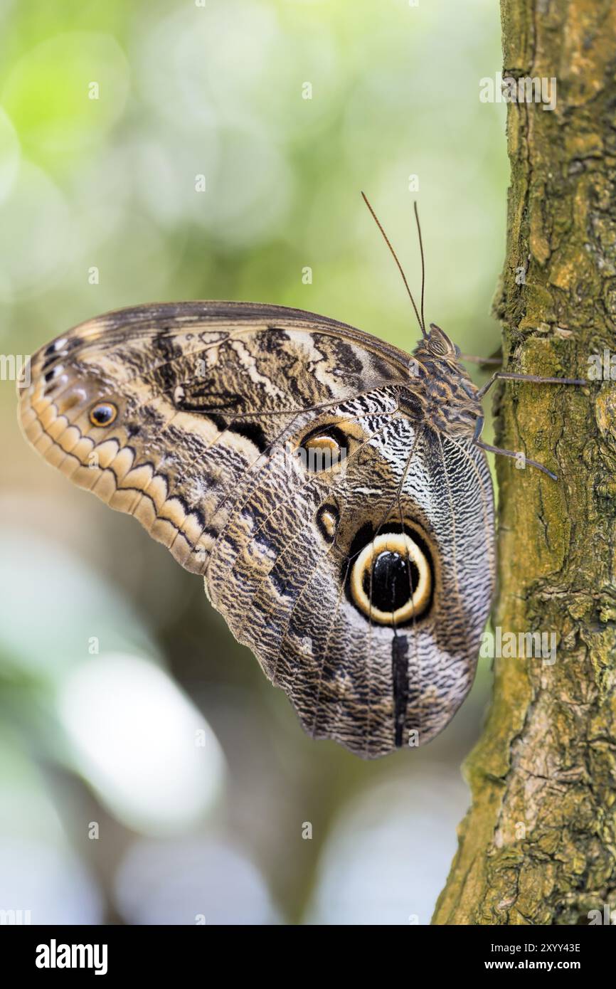 Satyrid butterflies hi-res stock photography and images - Alamy