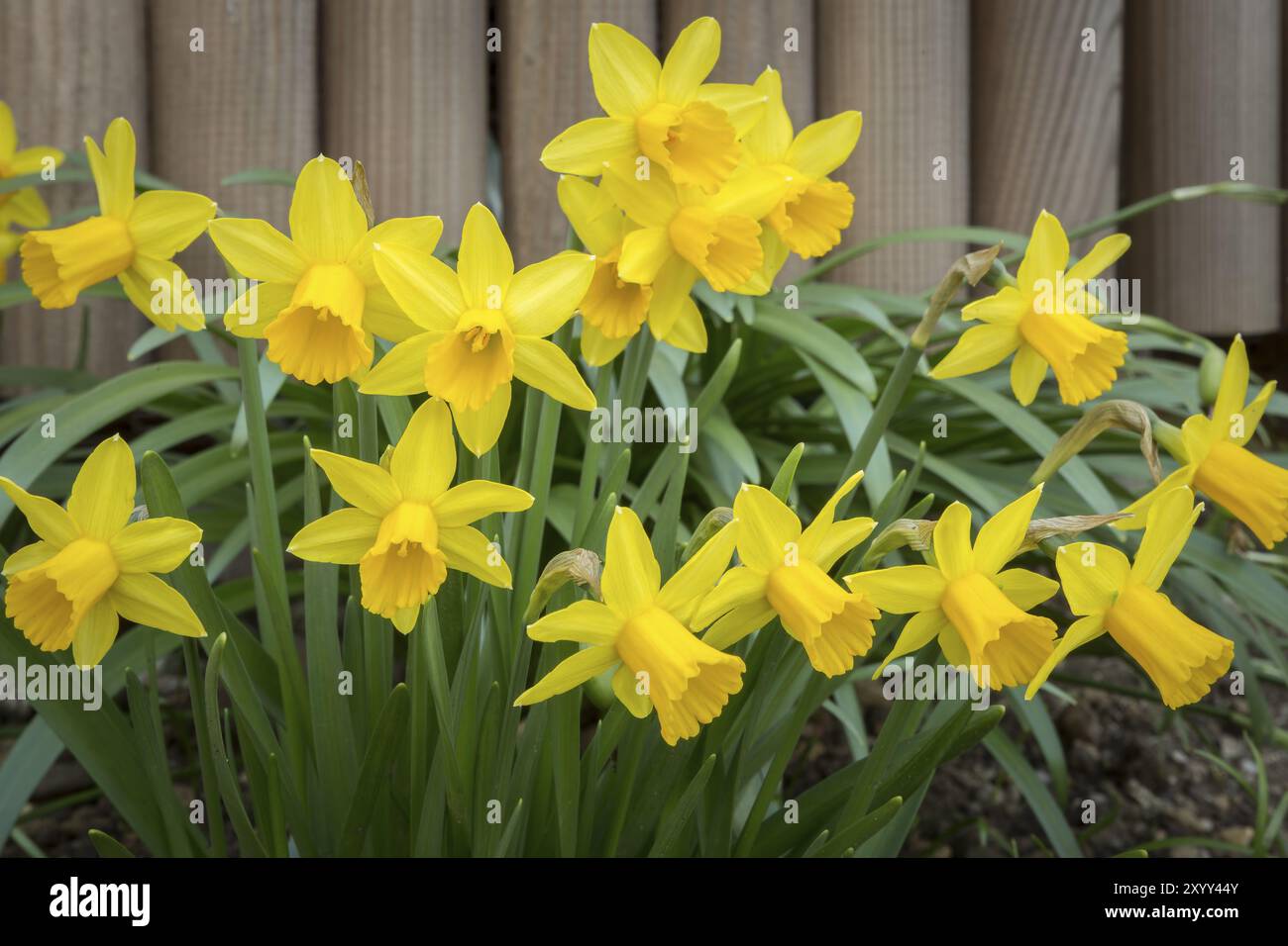 Small daffodils in the garden in front of a wooden fence Stock Photo ...