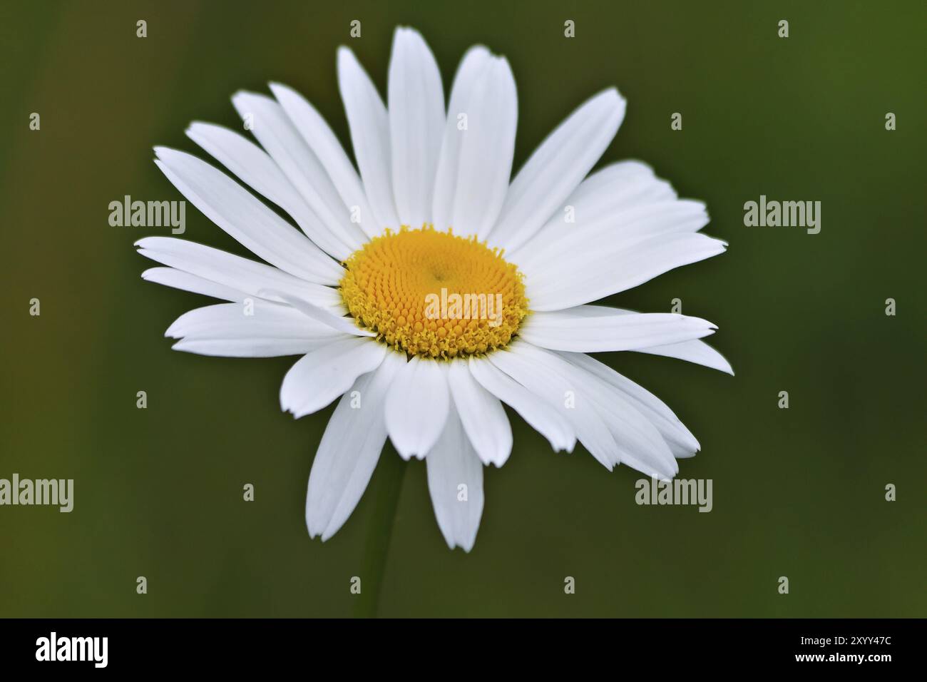 Flower of a daisy Stock Photo - Alamy
