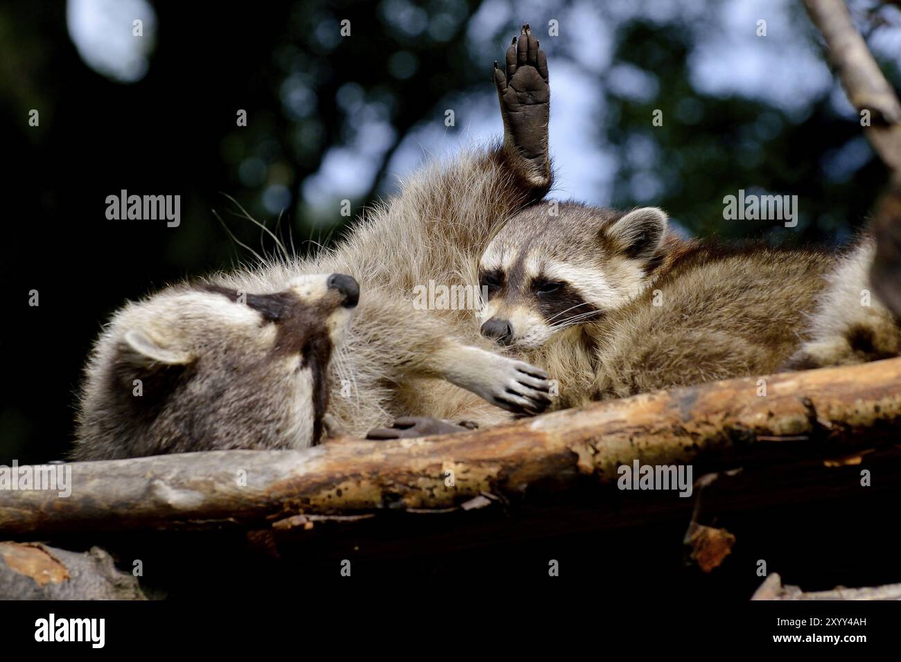 Raccoon procyon lotor individual hi-res stock photography and images ...