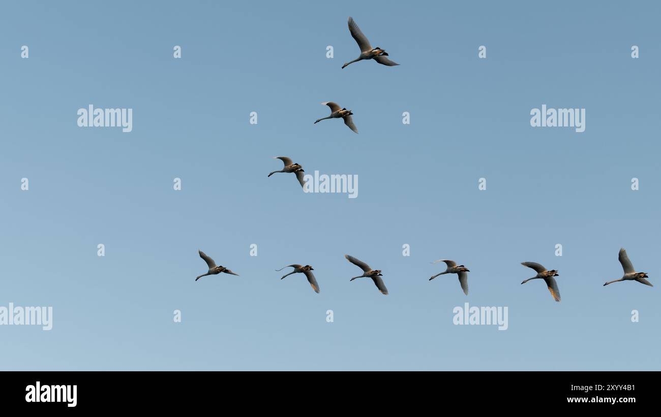 Birds Fly V Shape