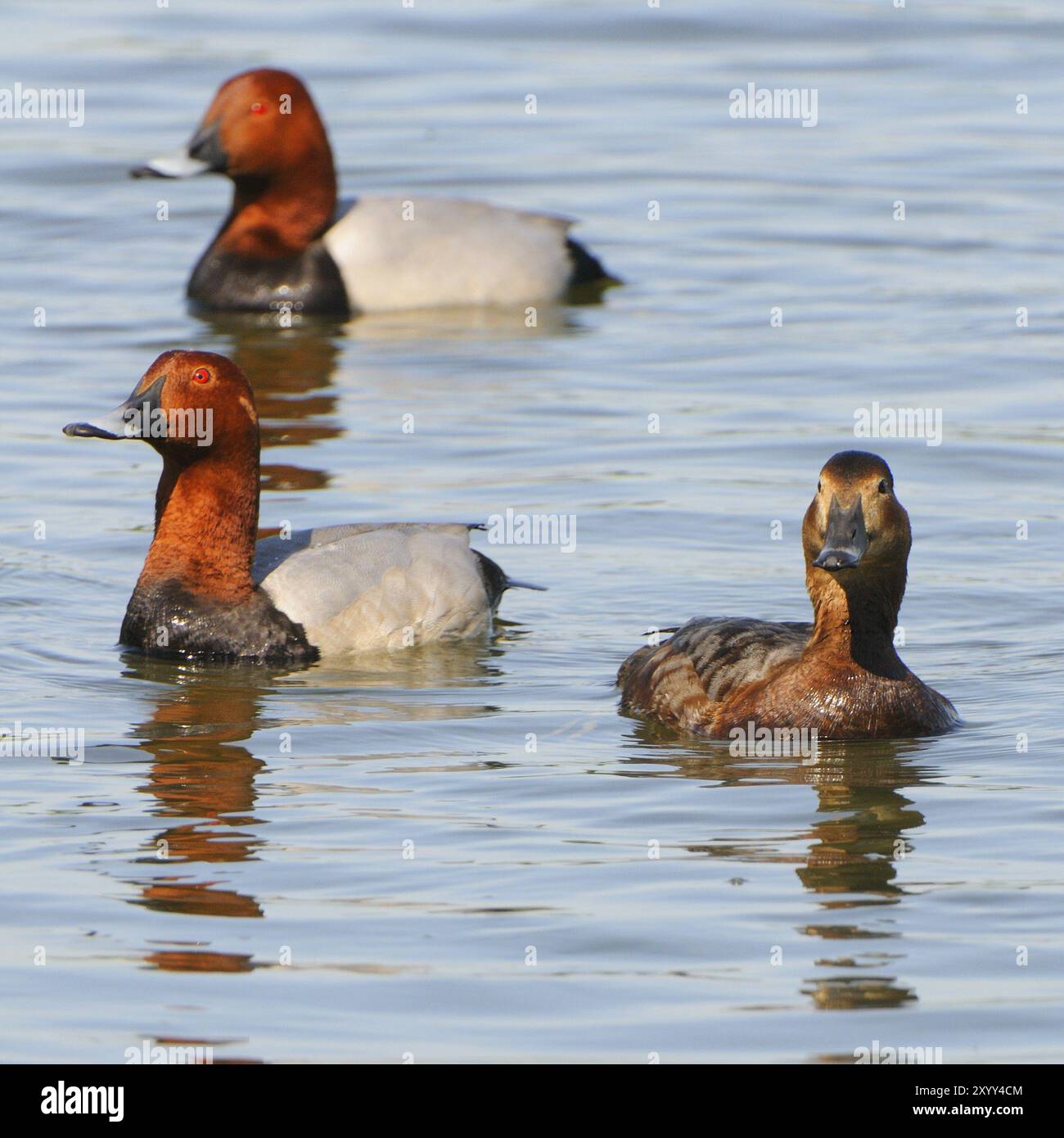 Common pochards male and female hi-res stock photography and images - Alamy