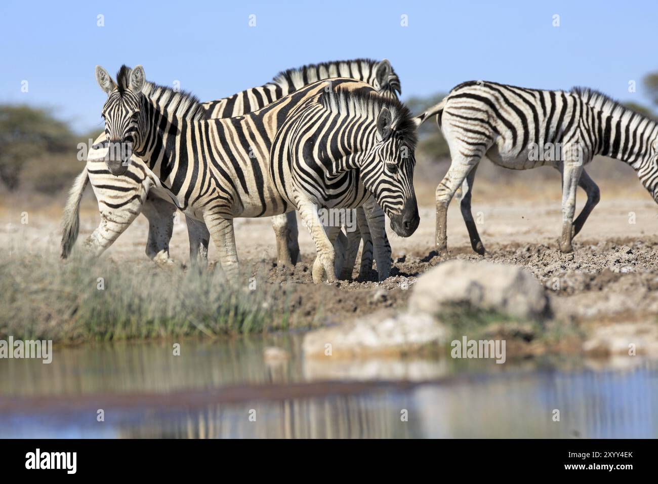 Open air drinking spot hi-res stock photography and images - Alamy