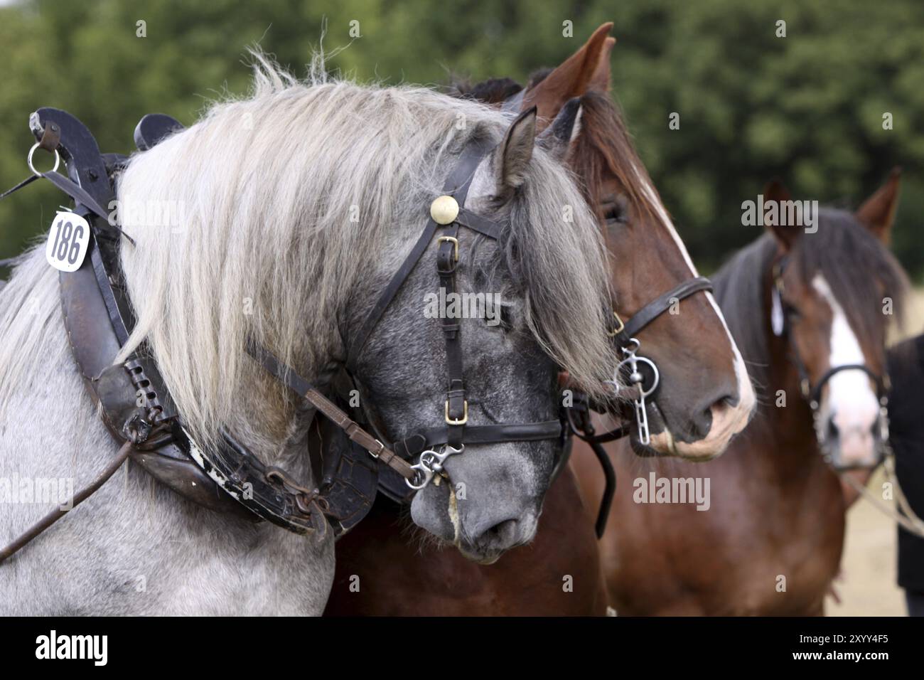 Poitevin horses hi-res stock photography and images - Alamy