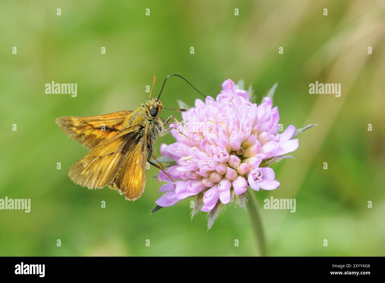 Ochre-yellow brown skipper, brown-olive brown skipper, Thymelicus ...