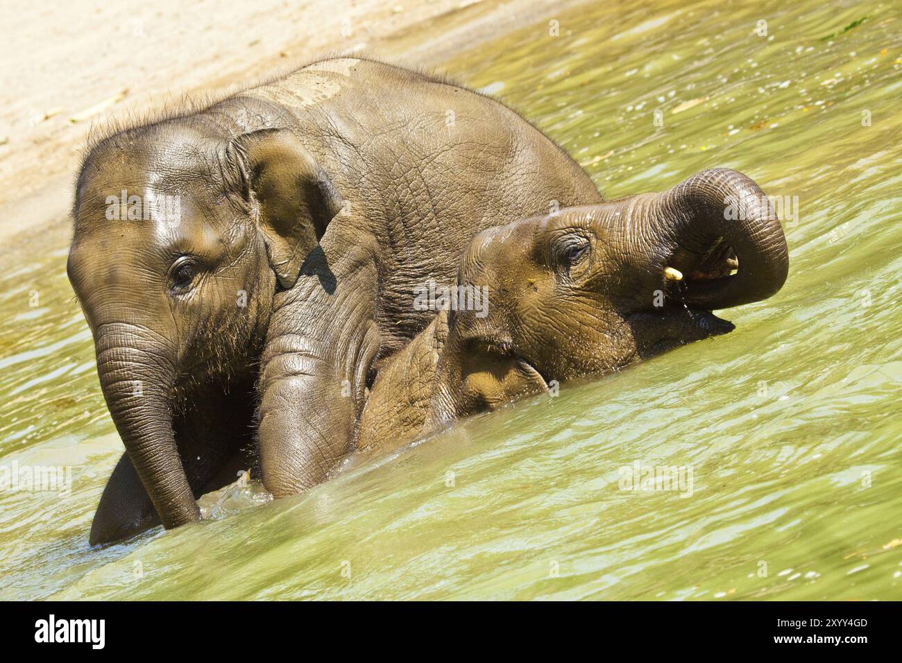 Young Asian elephants playing in the water Stock Photo - Alamy