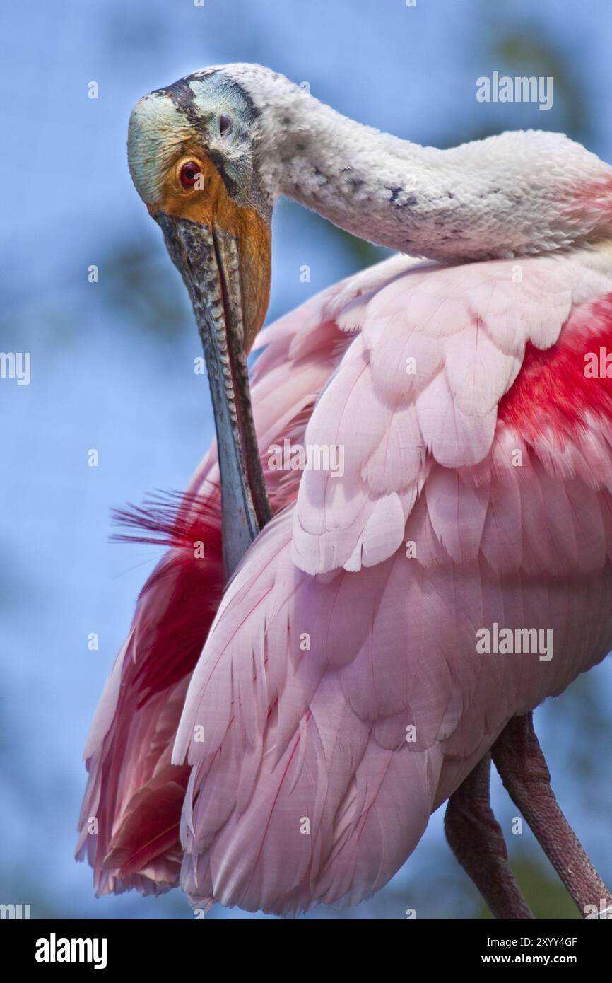 Roseate spoonbill (Platalea ajaja Stock Photo - Alamy