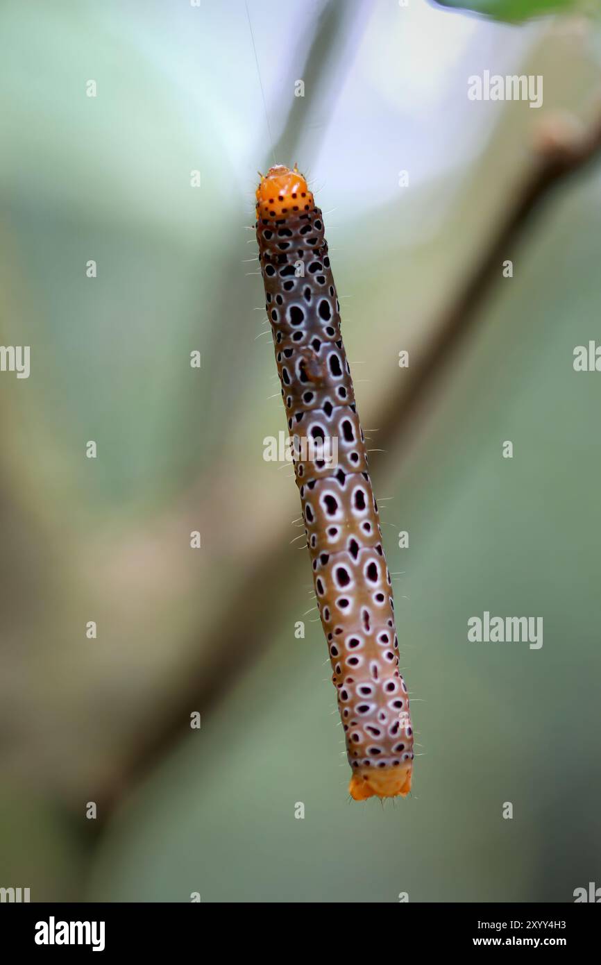 A macro shot of an inchworm with a distinctive orange head and tail ...