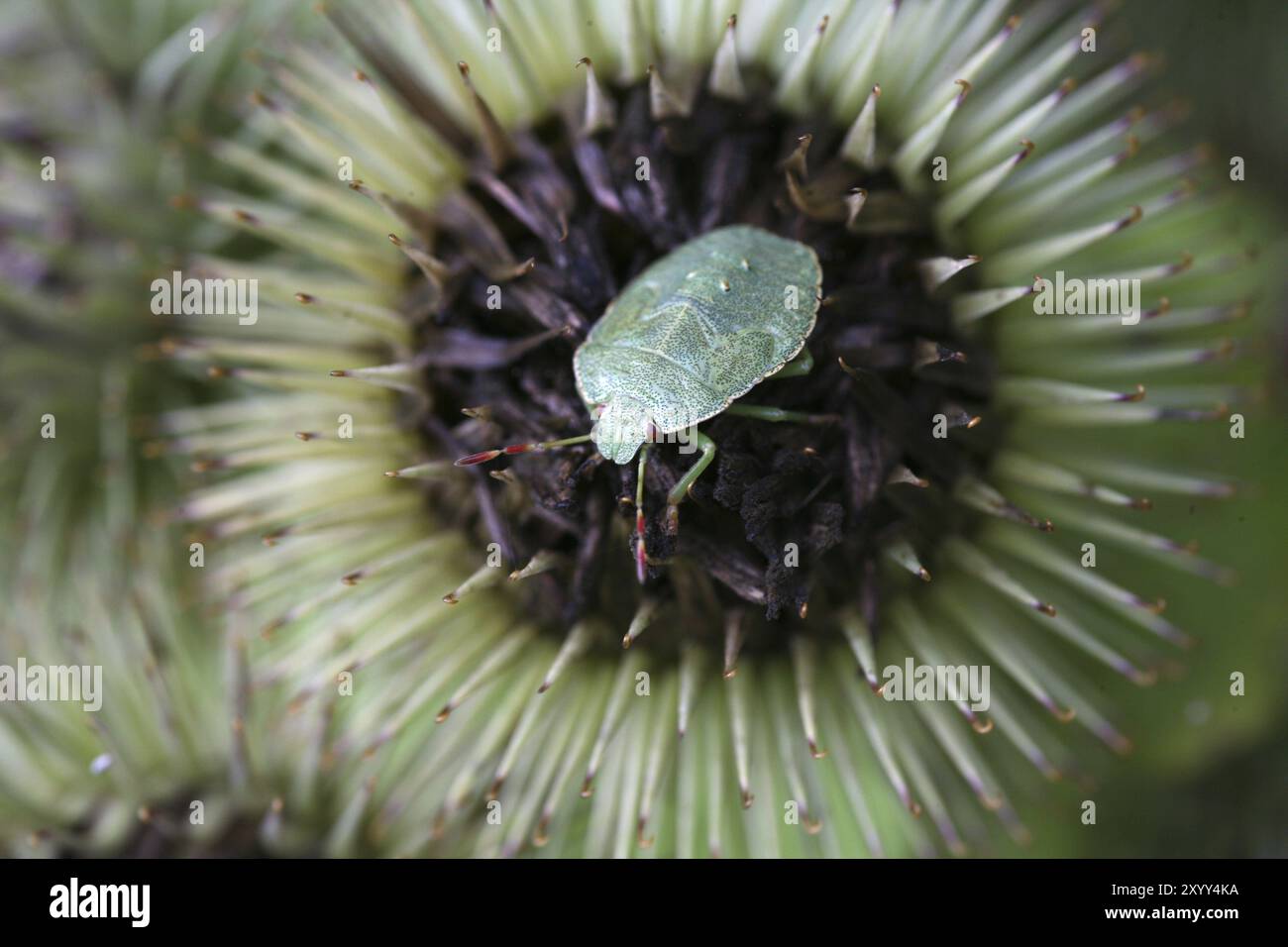Larvae of the green stink bug Stock Photo - Alamy