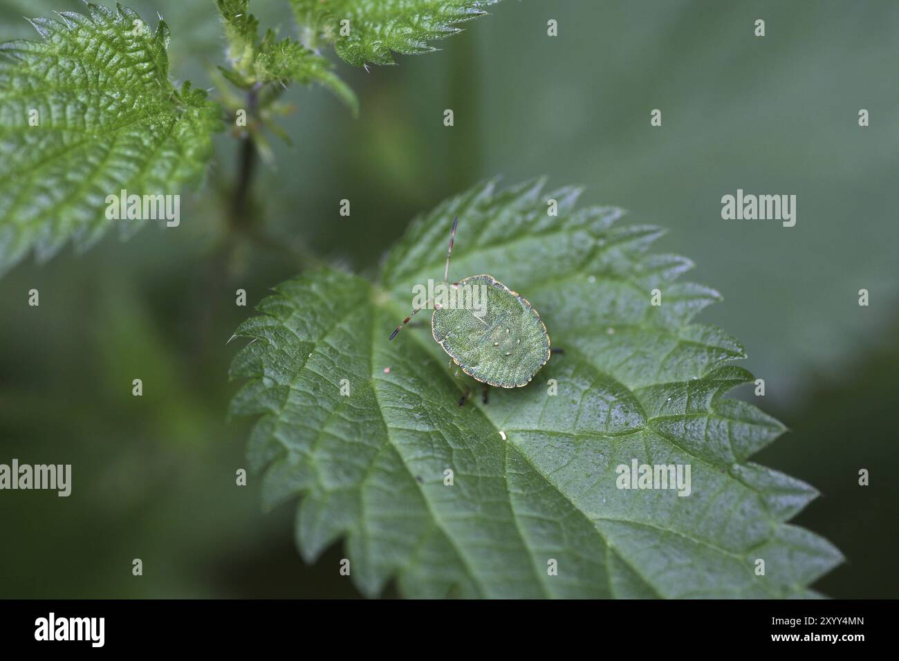Green shield bug (Palomena prasina Stock Photo - Alamy