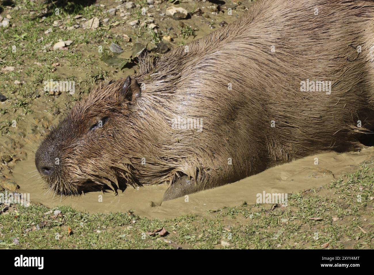 Capybara in the mud bath Stock Photo - Alamy
