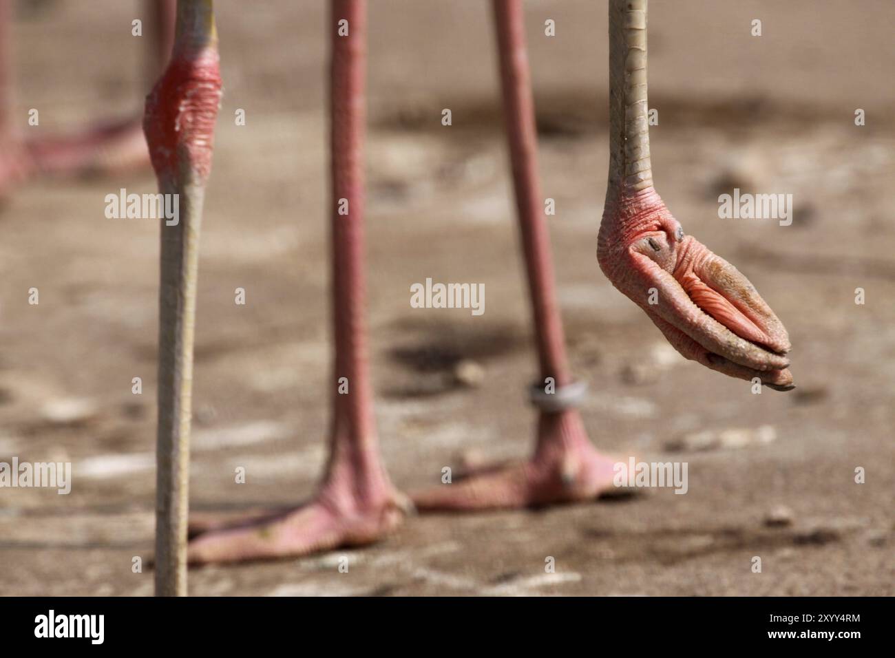 Flamingo preens feathers hi-res stock photography and images - Alamy