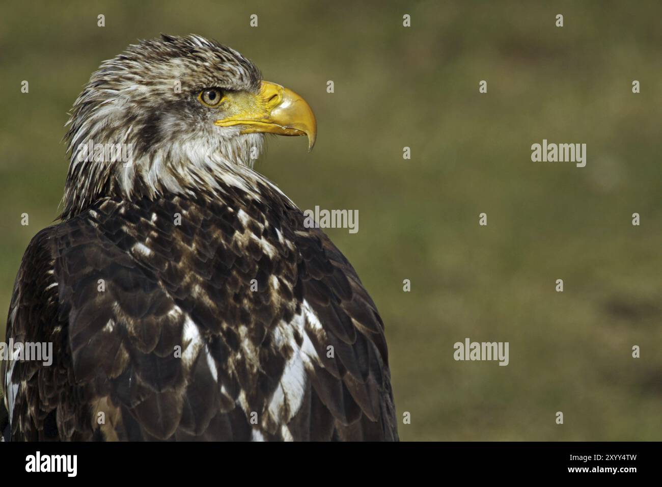 Child bald eagle hi-res stock photography and images - Alamy