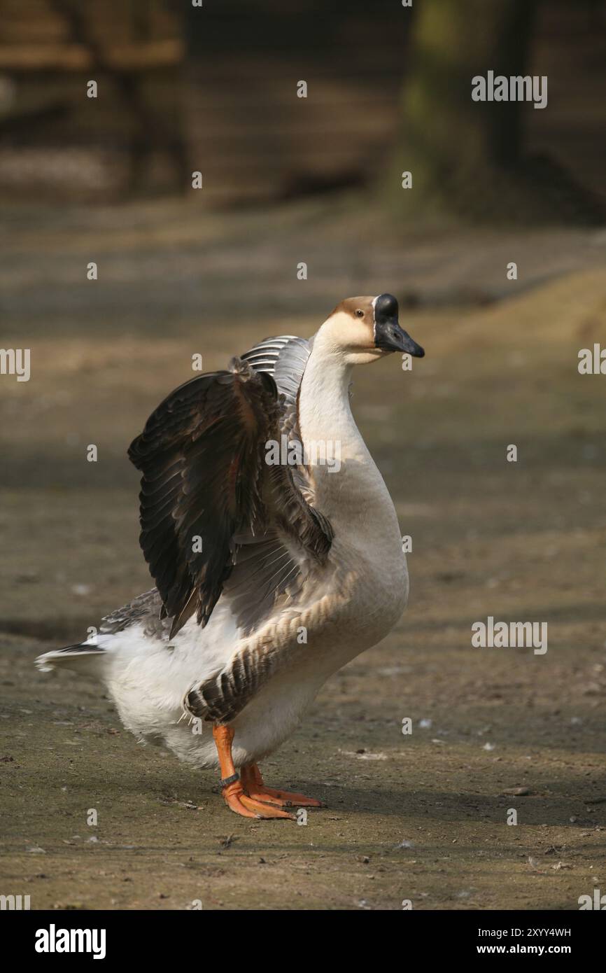 Domestic goose anser anser f domestica hi-res stock photography and ...