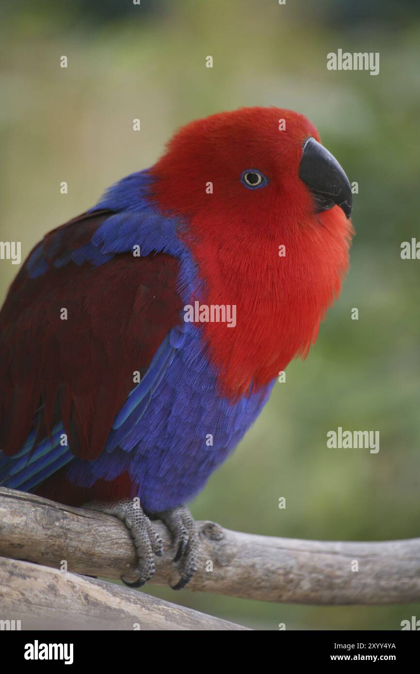 Different types birds in hi-res stock photography and images - Alamy
