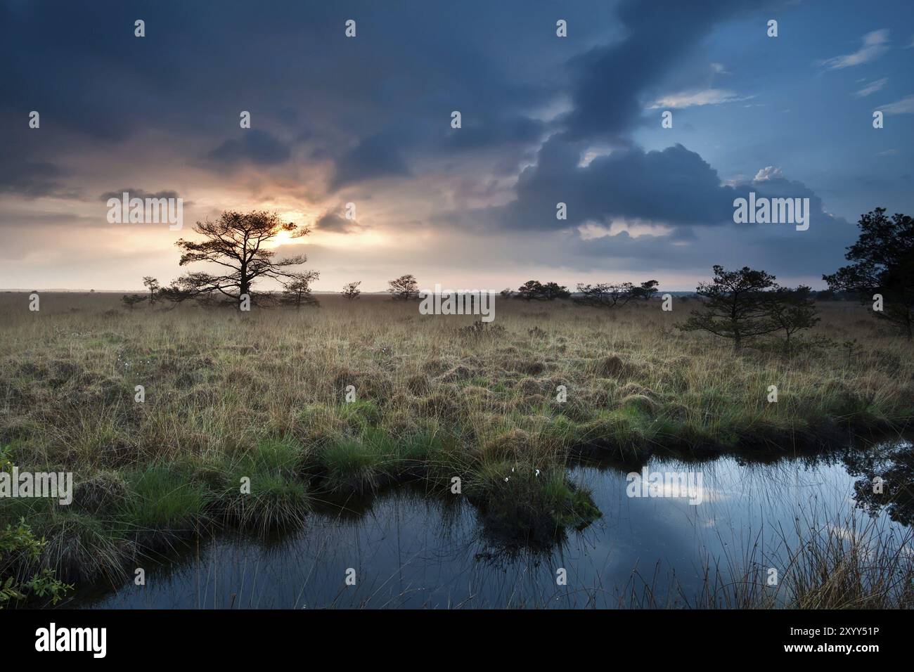 Calm moor landscape trees hi-res stock photography and images - Alamy