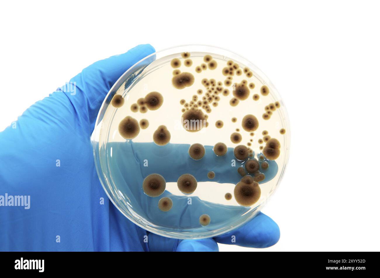 Microorganisms fungi on the agar plate on white background Stock Photo ...