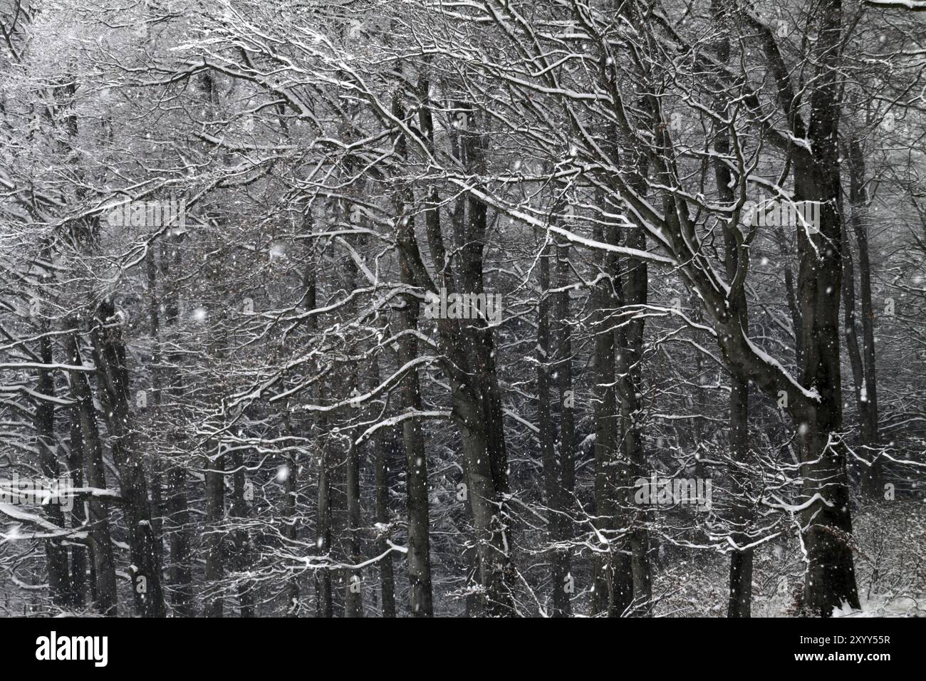Snowing in front trees hi-res stock photography and images - Alamy