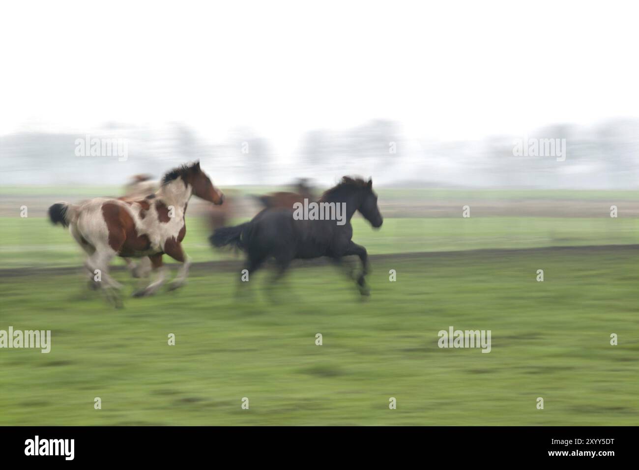 Galloping green hi-res stock photography and images - Alamy