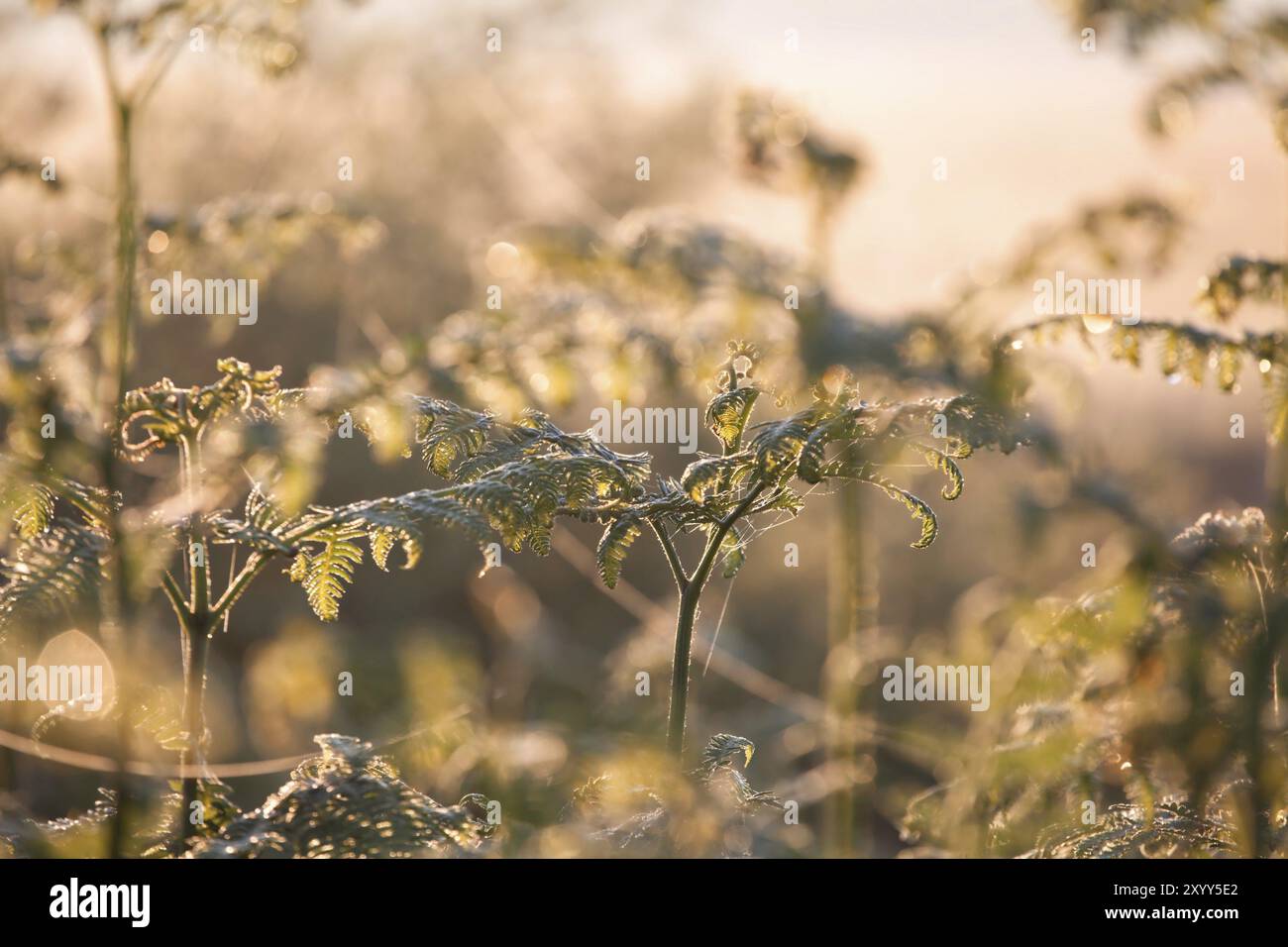 Plants growing in section hi-res stock photography and images - Alamy