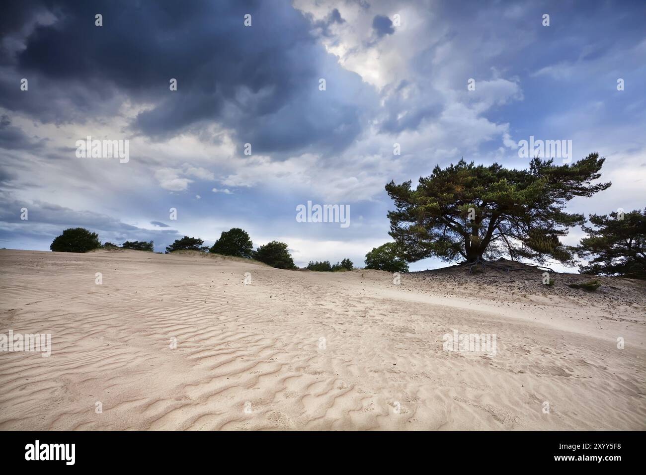 Pine tree and sand texture at windy stormy weather, Appelscha ...