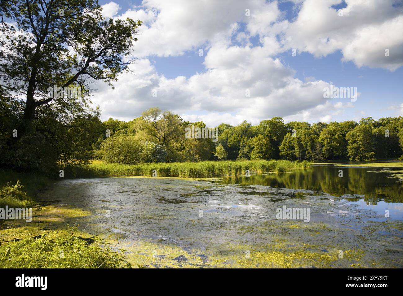 The palace pond in the Palace Park Machern in the spring Palace pond in ...