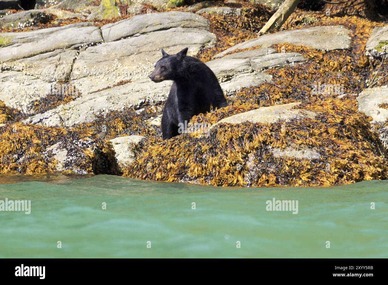 American Black Bear in Knight Inlet in Canada Stock Photo - Alamy