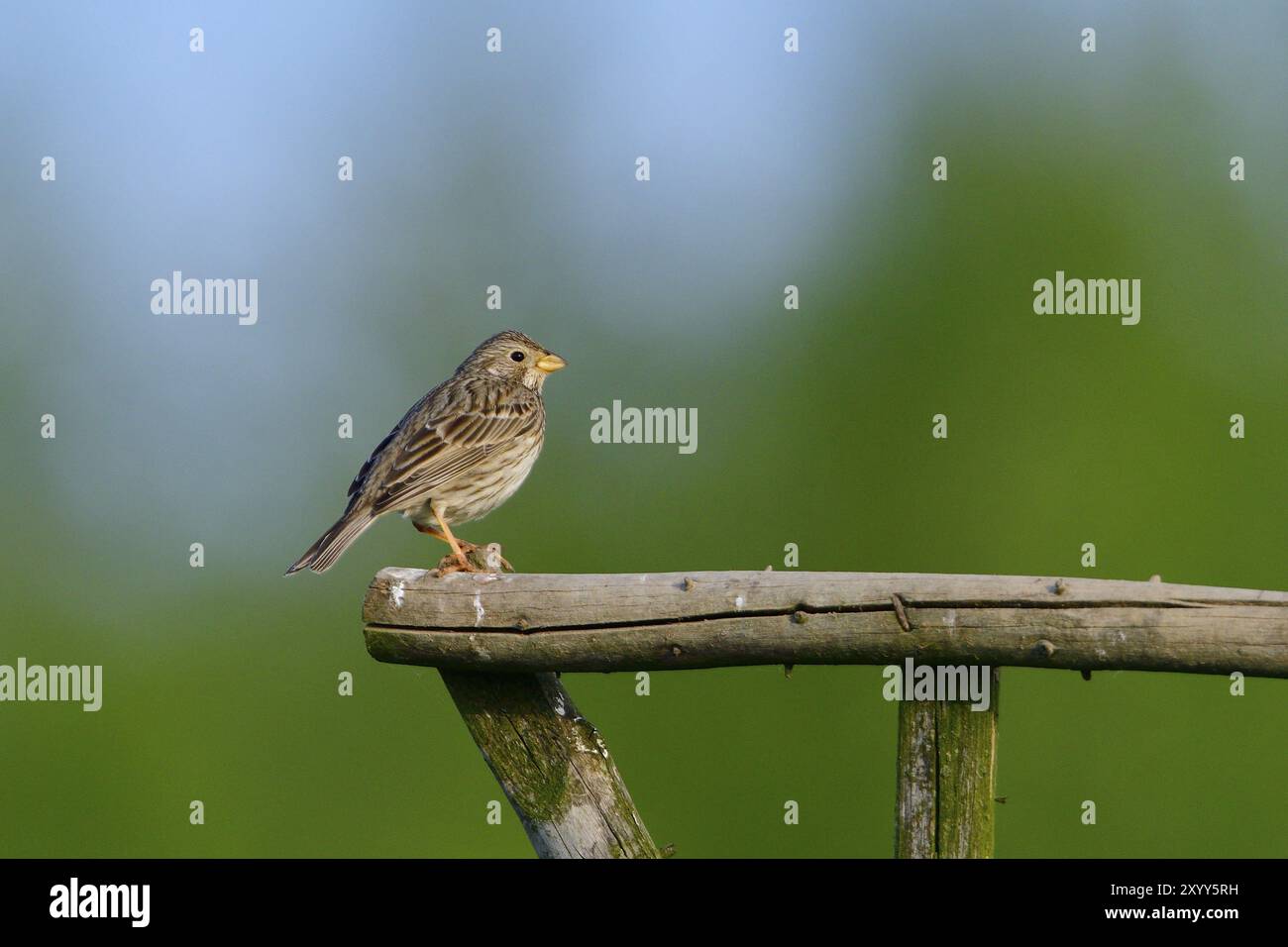 Male Corn bunting singing in the morning sun. Corn bunting on a perch ...