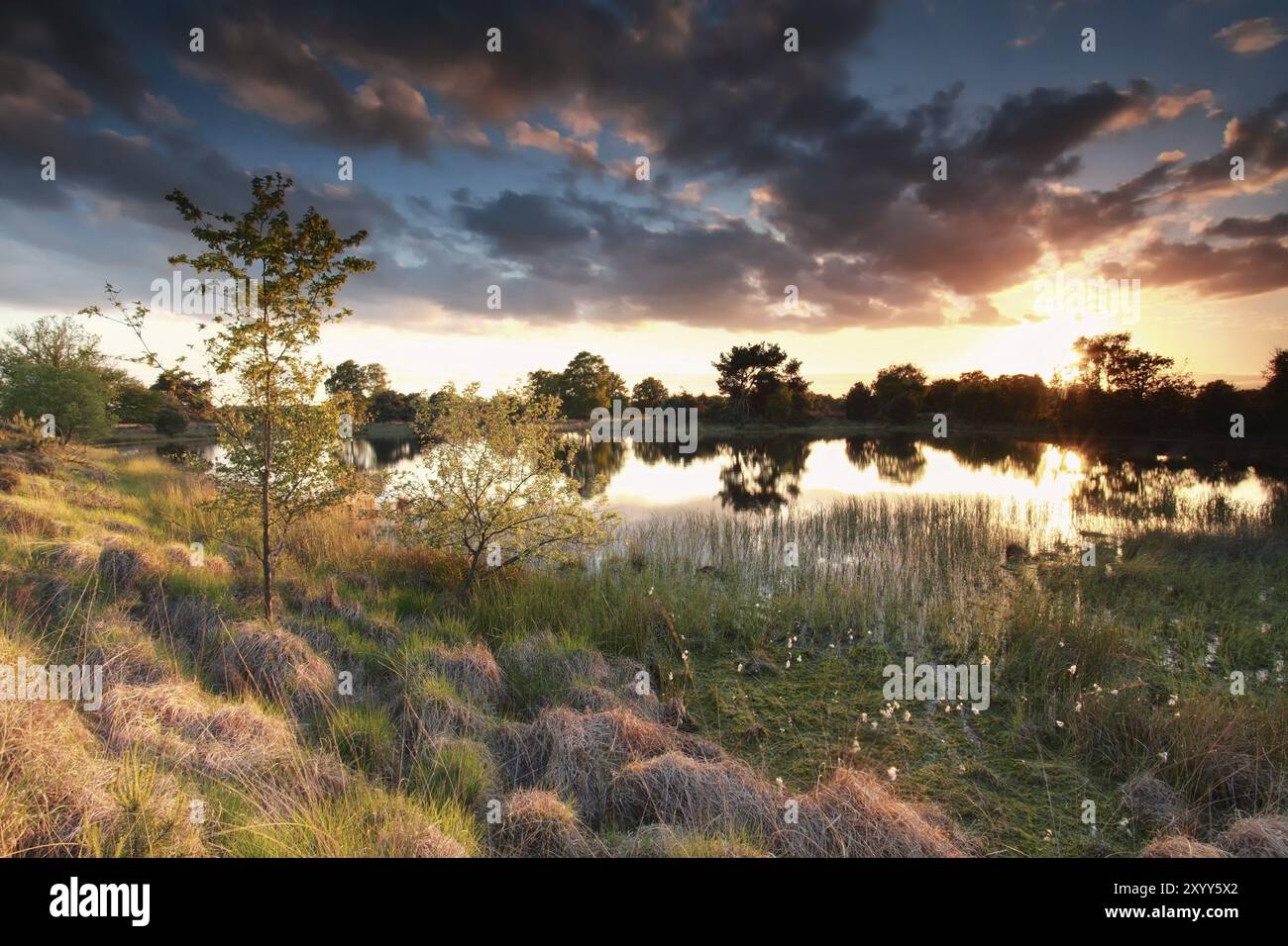 Beautiful shot swamp scenery hi-res stock photography and images - Alamy