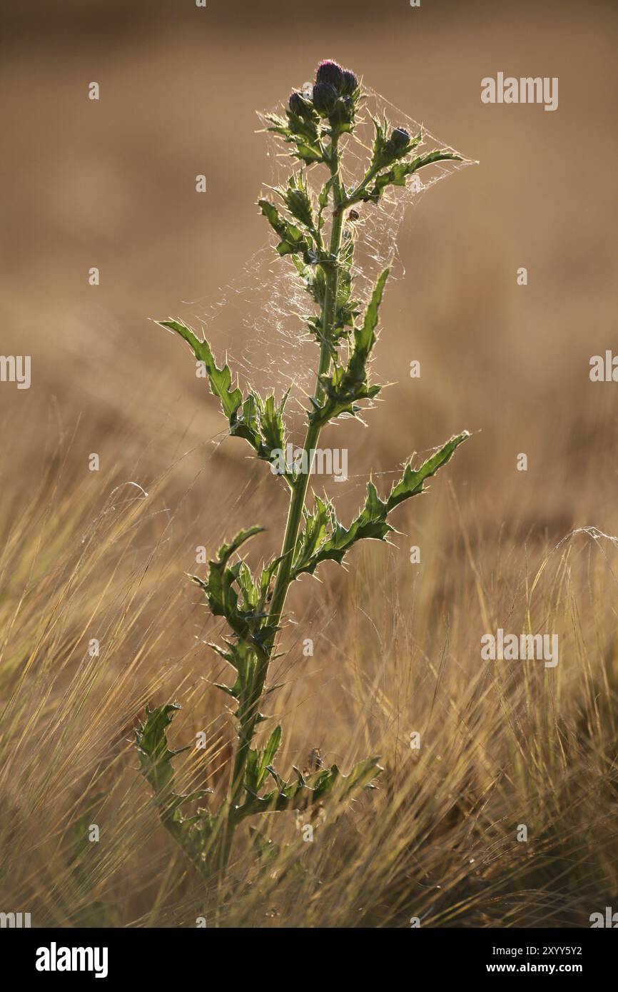 Canada thistle in a cornfield Stock Photo - Alamy