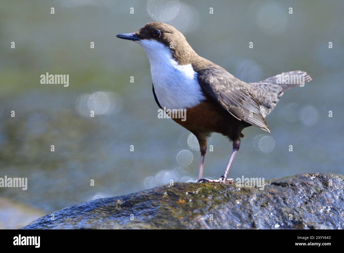 White-throated dipper in spring mating time. White-throated Dipper ...