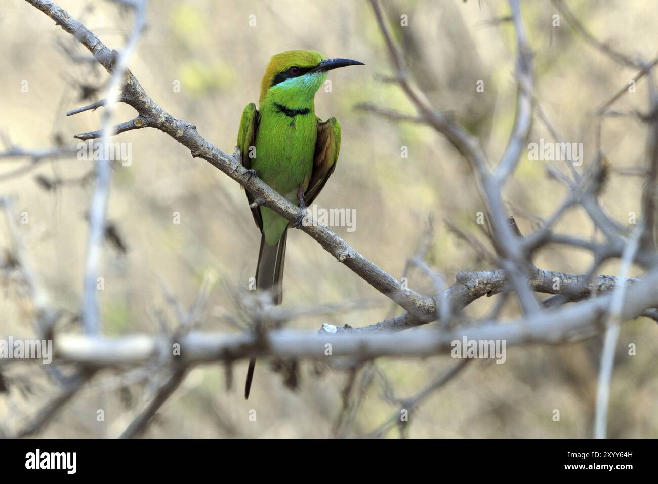 Spint hi-res stock photography and images - Alamy