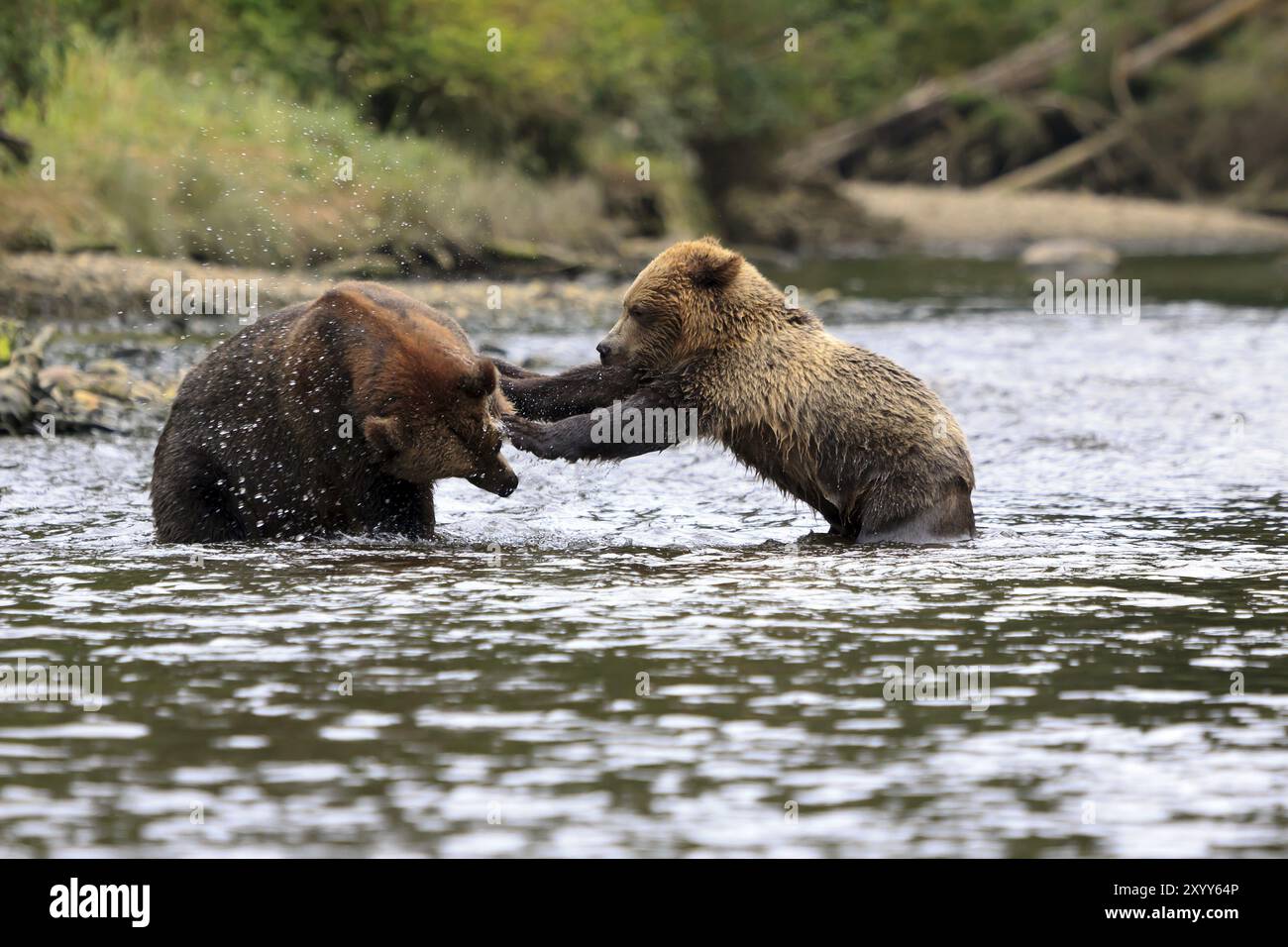 Grizzly bears in Knight Inlet, Canada, North America Stock Photo - Alamy