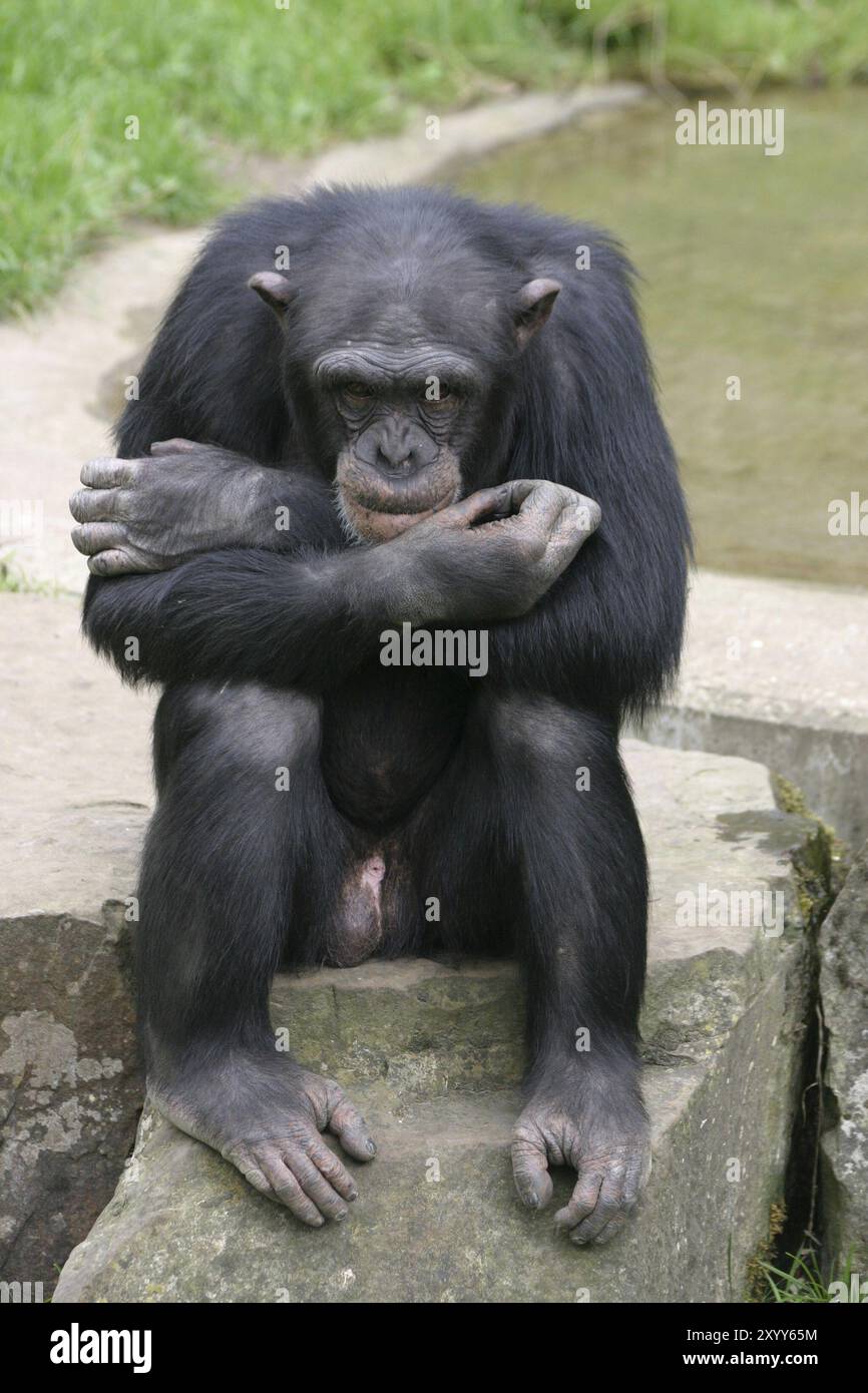 Grumpy monkey hi-res stock photography and images - Alamy