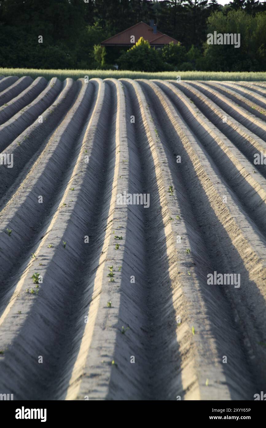 Furrows of a potato field Stock Photo - Alamy
