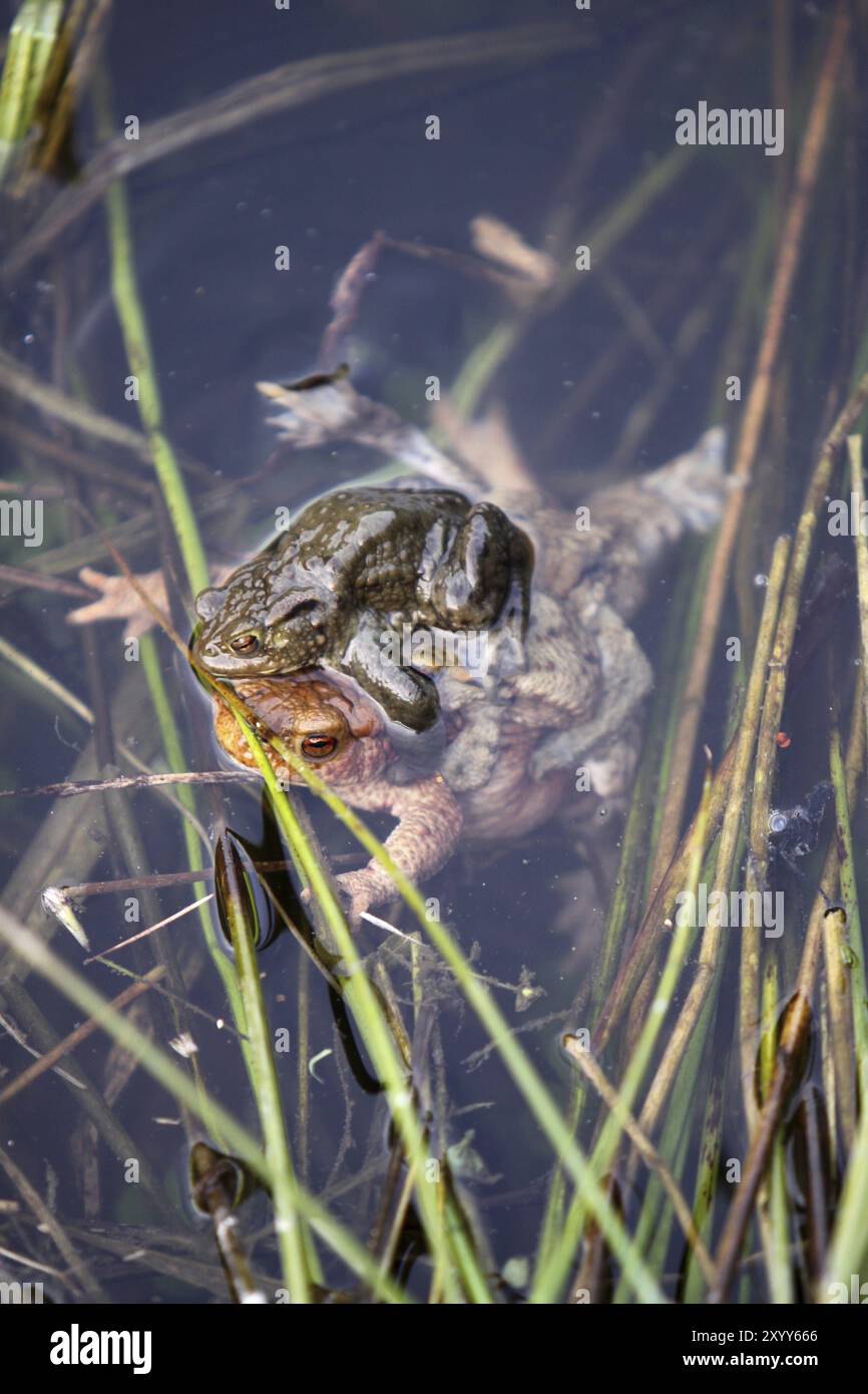 Common toads in their spawning waters Stock Photo - Alamy