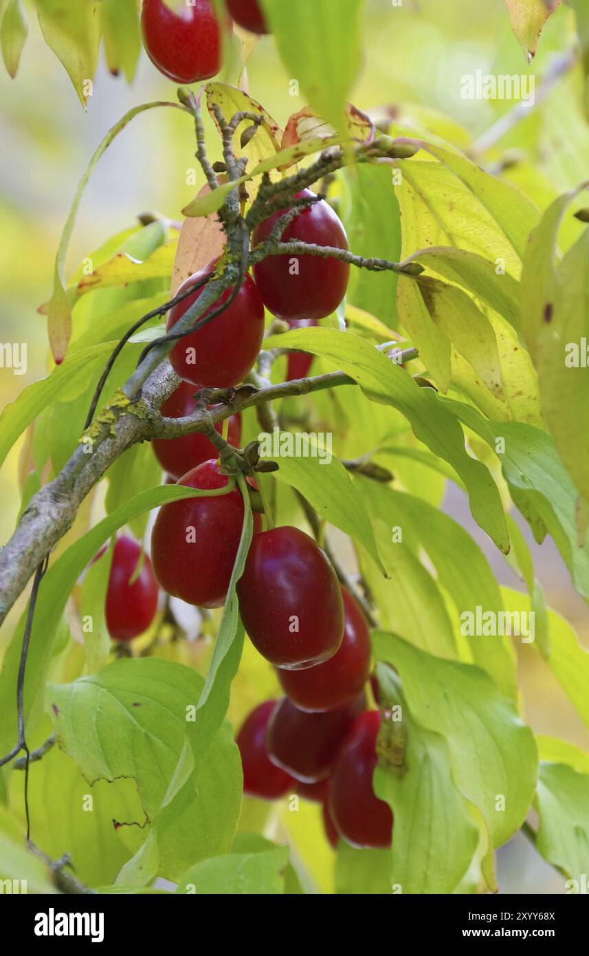 Fruits cornelian cherry european hi-res stock photography and images ...