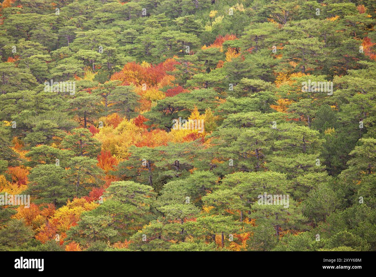 Aerial view of the fall forest Stock Photo - Alamy