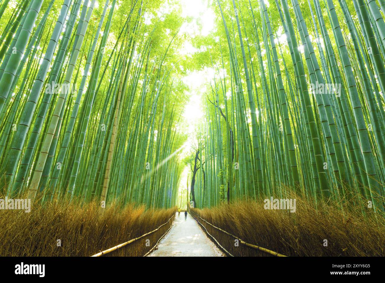 Early morning people walking through tall bamboo tree line road of ...