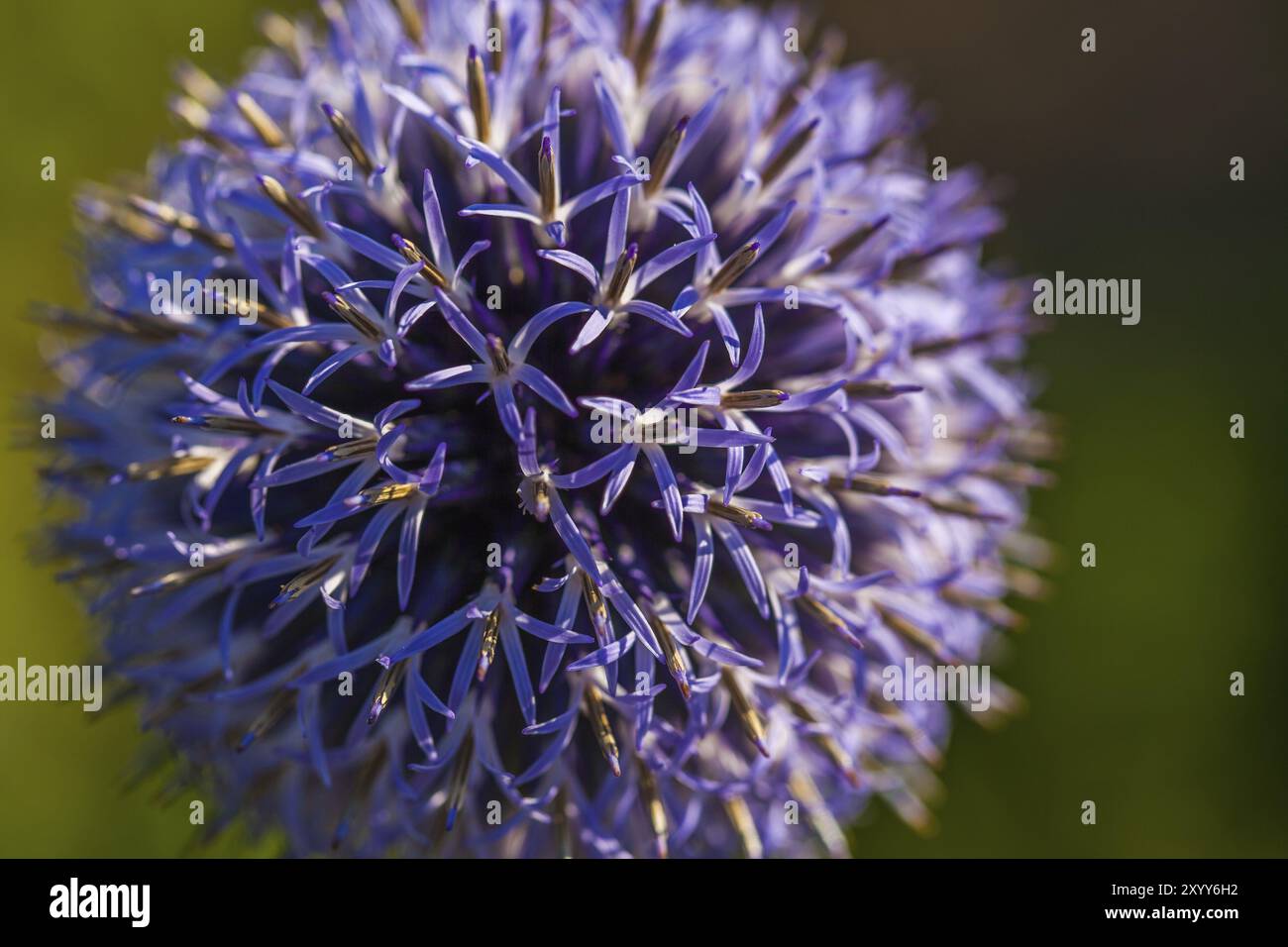 Round purple blooms hi-res stock photography and images - Alamy